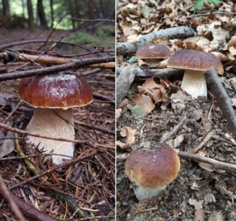 Kje rastejo jurčki? Razkrivamo lokacije - NaDlani.si