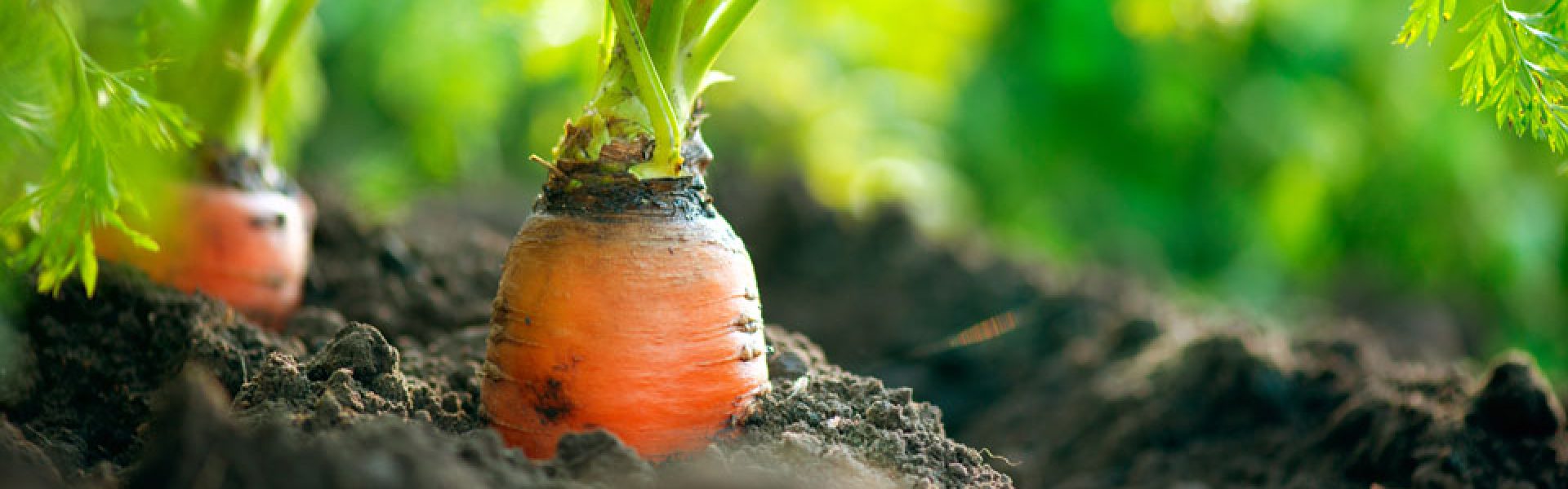 Setveni koledar Marije Thun: Najboljši izbor - NaDlani.si