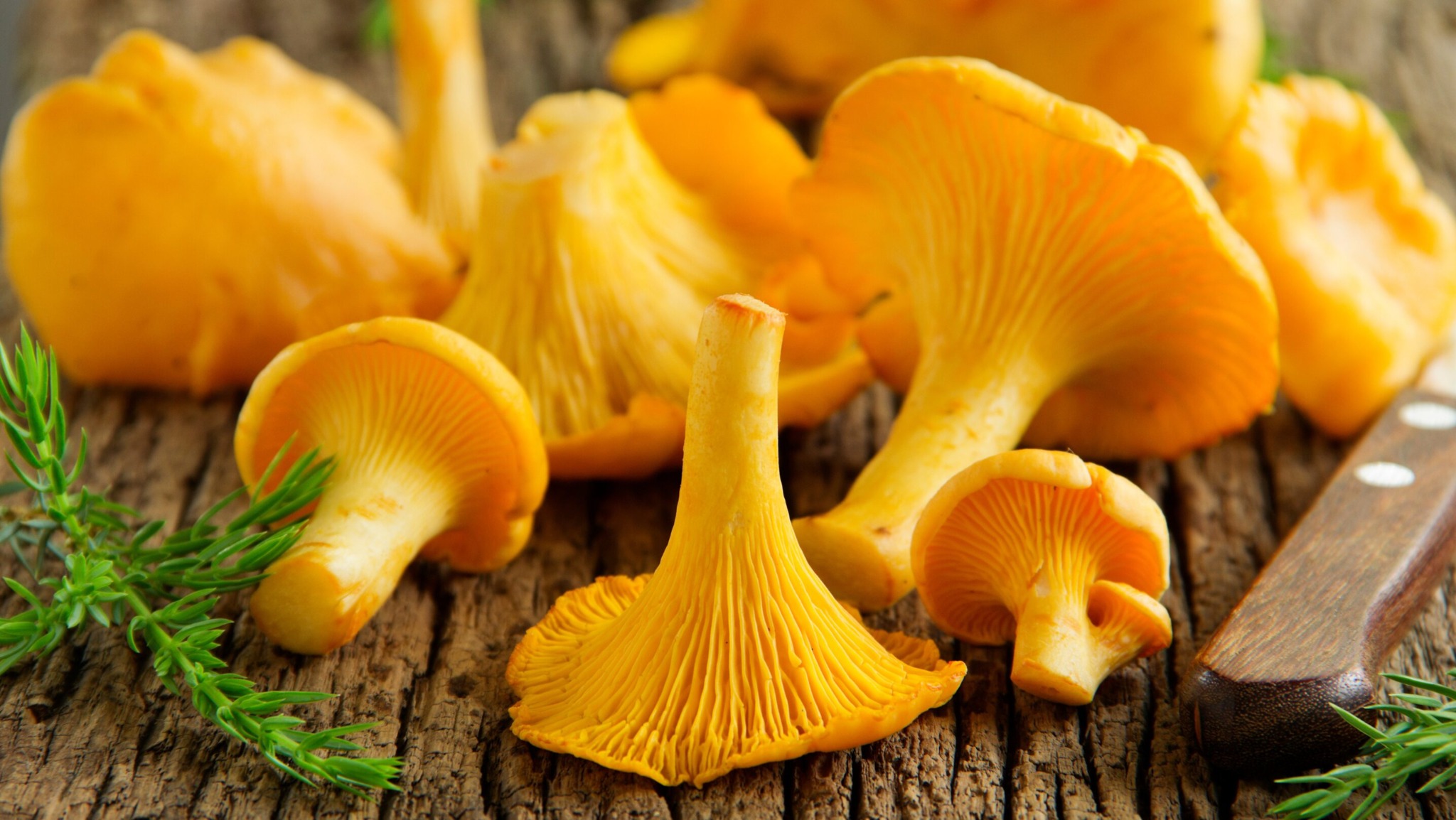 Kje rastejo jurčki? Razkrivamo lokacije - NaDlani.si