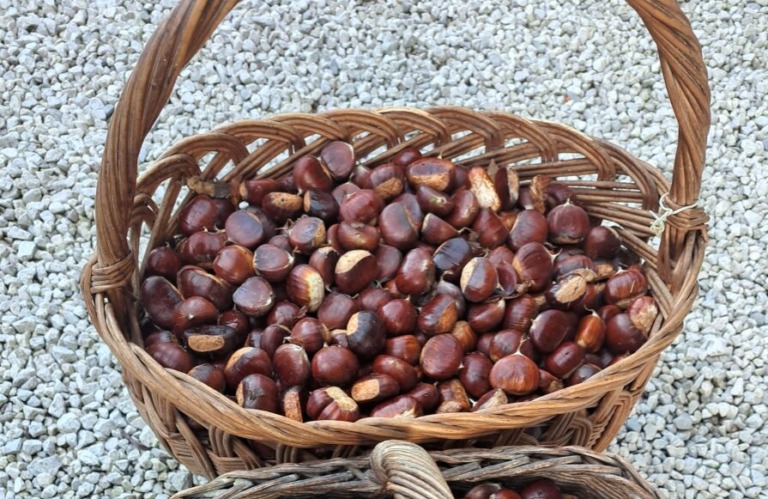 Kje rastejo jurčki? Razkrivamo lokacije - NaDlani.si