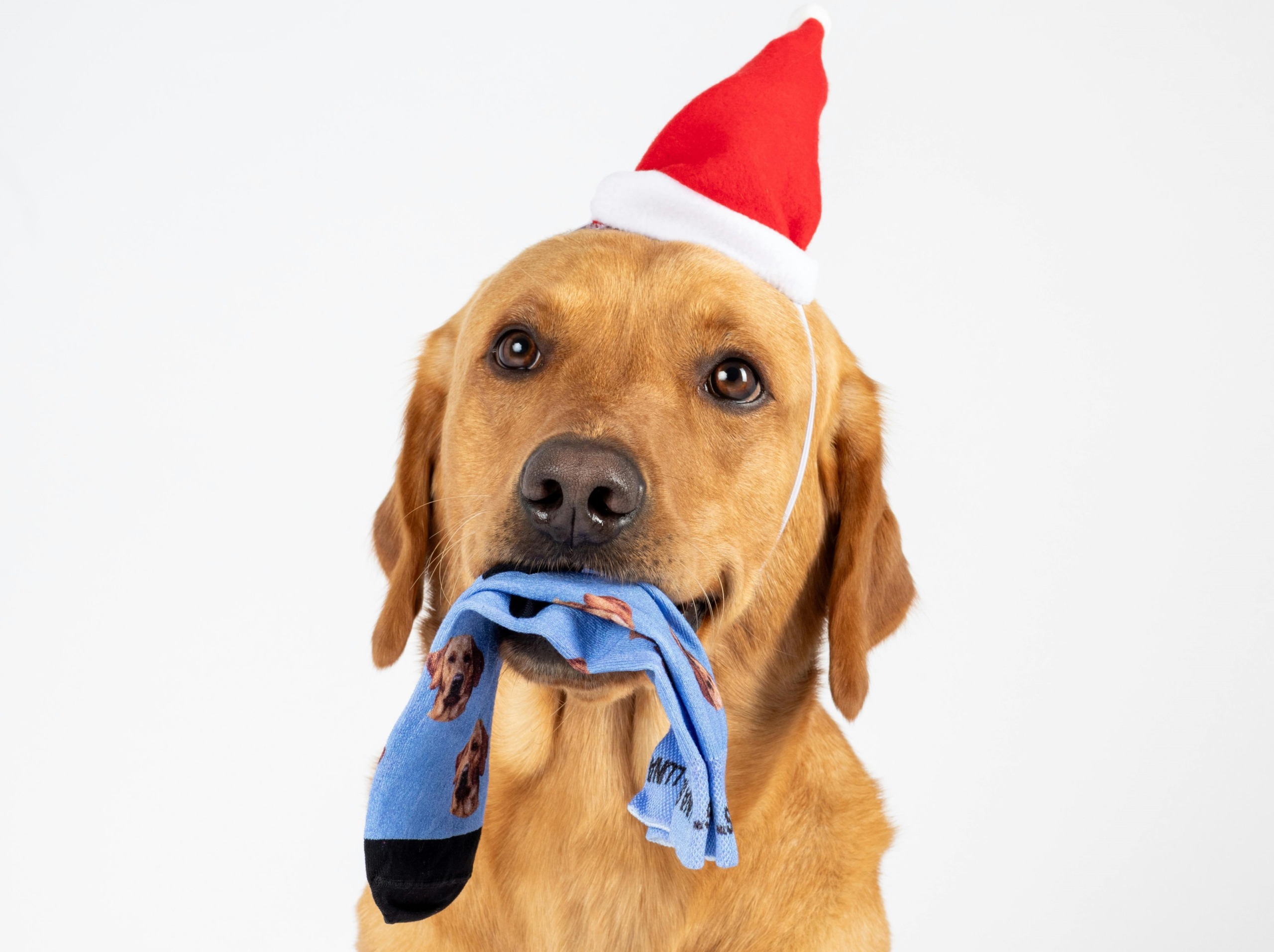 Pes ti prinaša nogavice? 5 razlogov, ki niso ‘samo pozornost’ - NaDlani.si