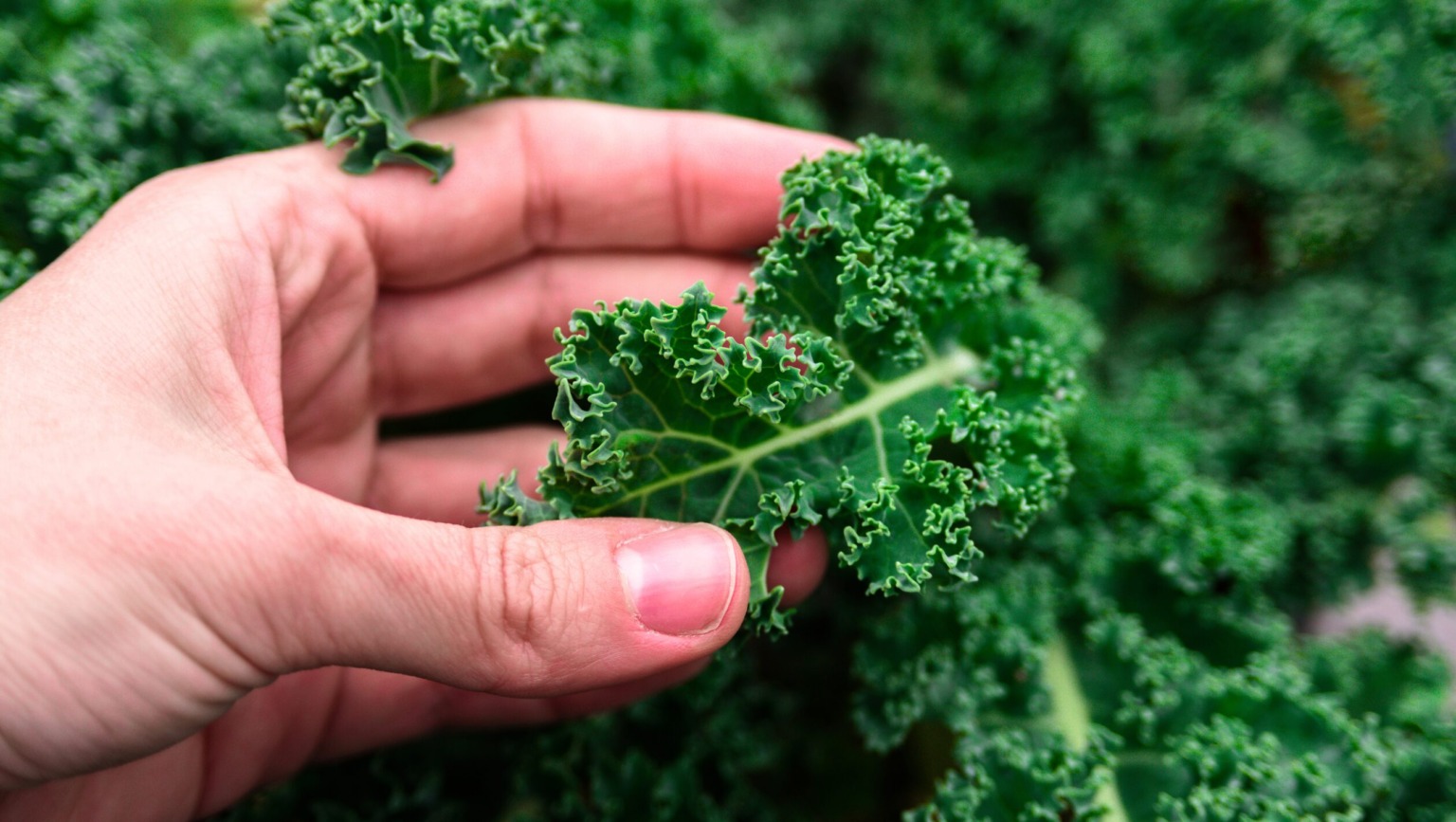 Kje rastejo jurčki? Razkrivamo lokacije - NaDlani.si