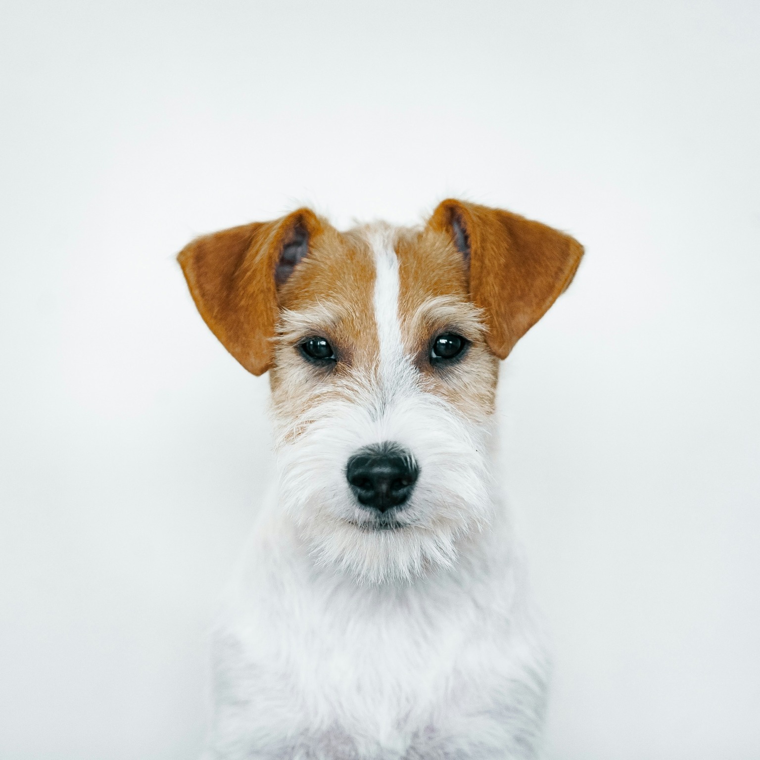 Jack Russell terierka vas bo nasmejala: To se zgodi, ko se lovski nagon ...