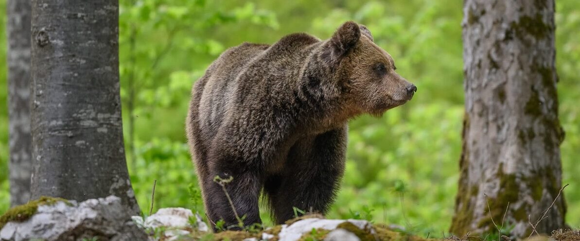 Pravoslavni božič vse od A do Ž - NaDlani.si